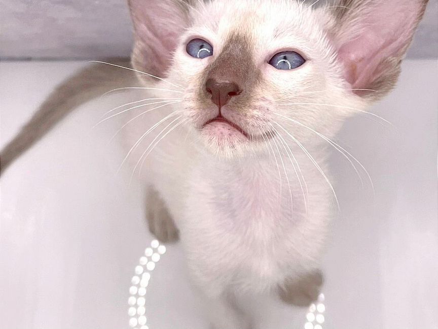 Ориентальные котята