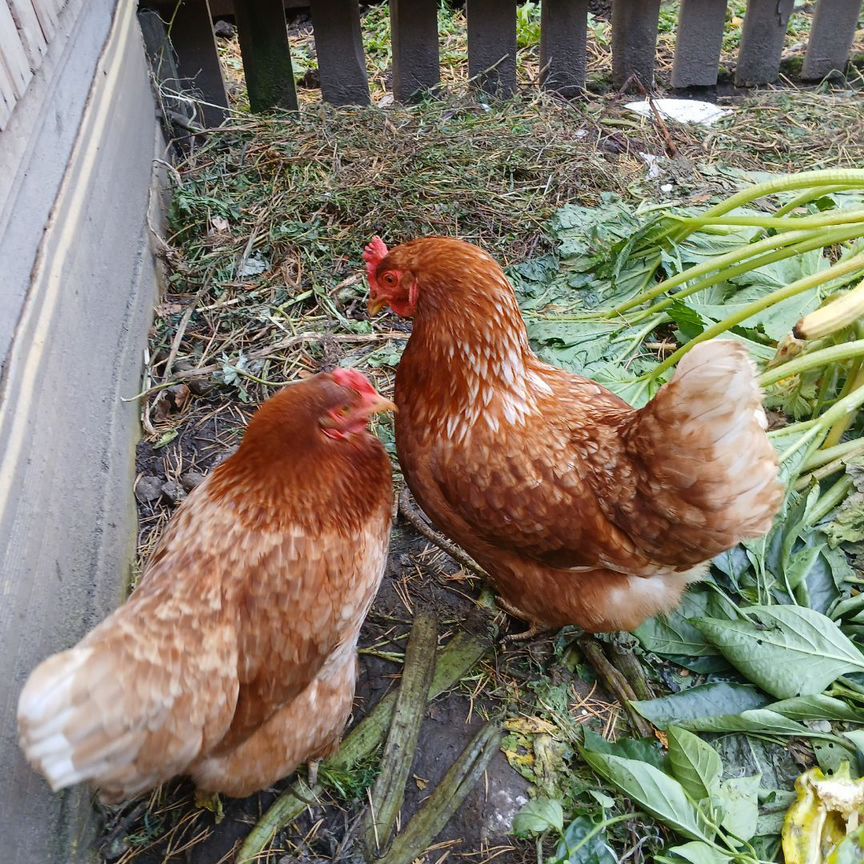 Куры несушки