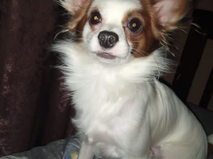 Помесь в добрые руки