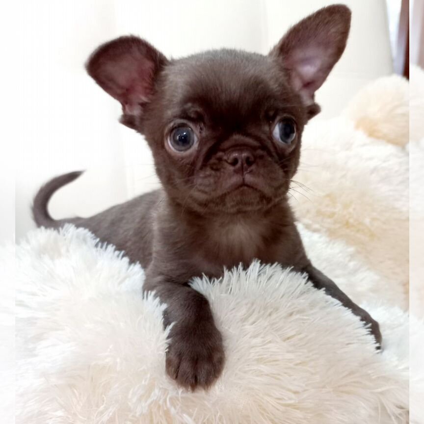 Щенки чихуахуа