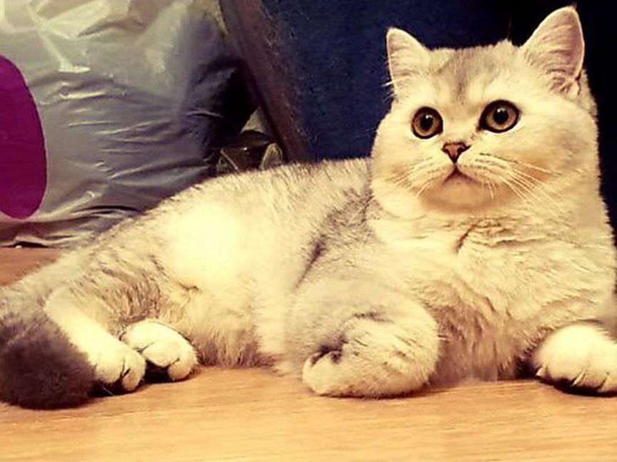 Шотландские котята
