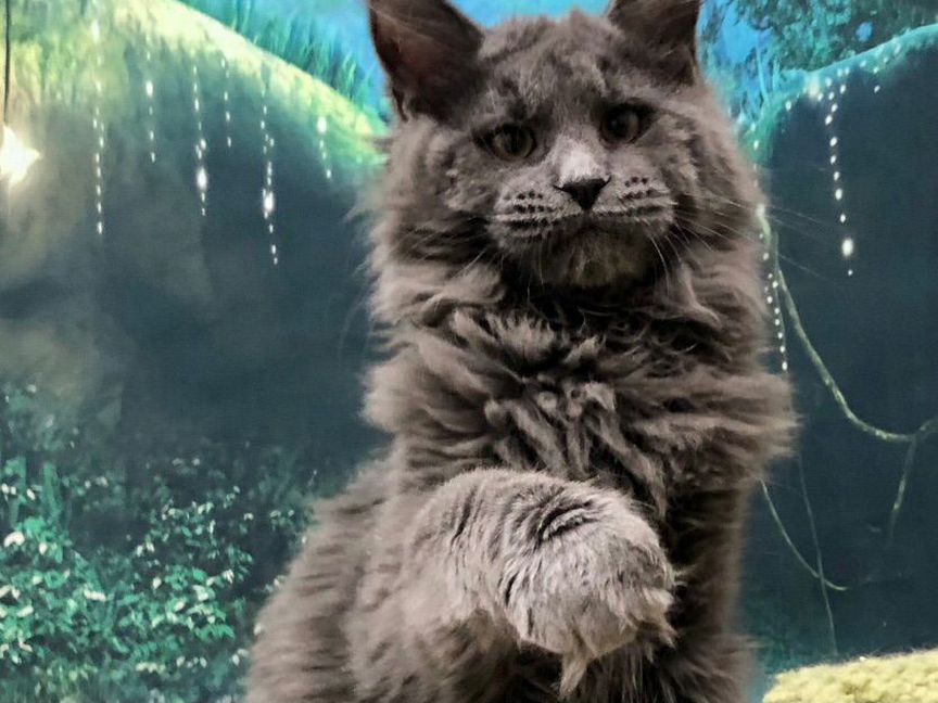 Мейн-куненок Тамерлан