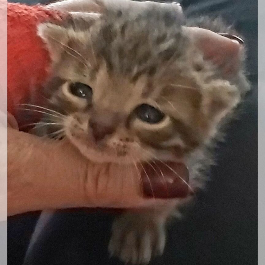 Котенок мальчик