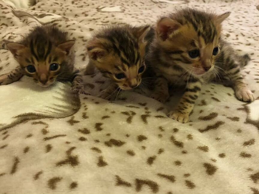Бенгальские котята