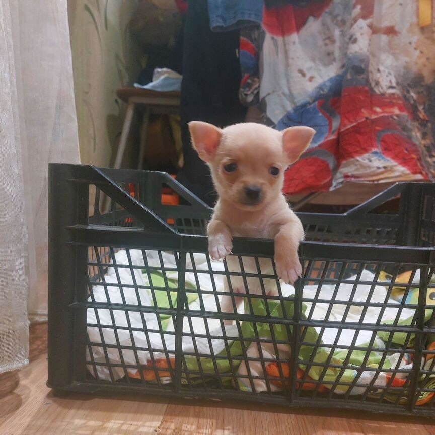 Щенки чихуахуа девочки