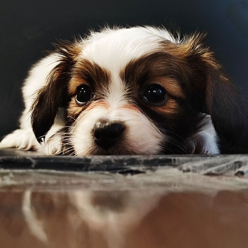 Папийон