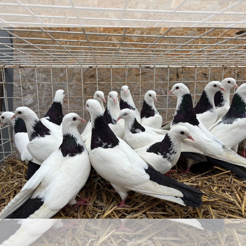 Бакинские Шейки на продажу