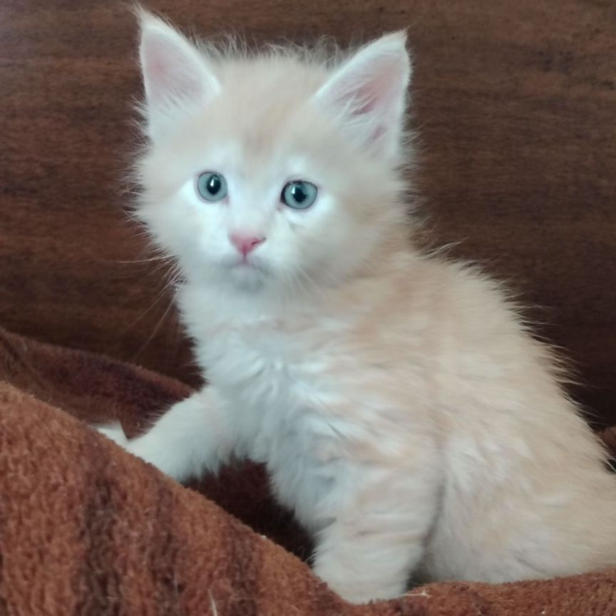 Котята мейн-кун