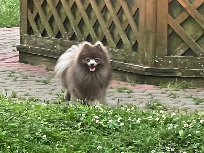 Кобель шпиц