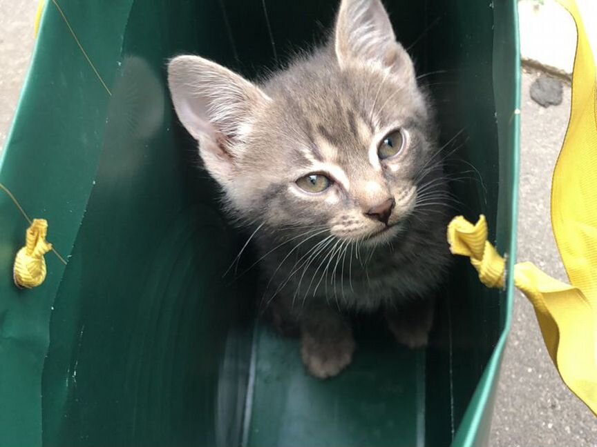 Котенок Степа