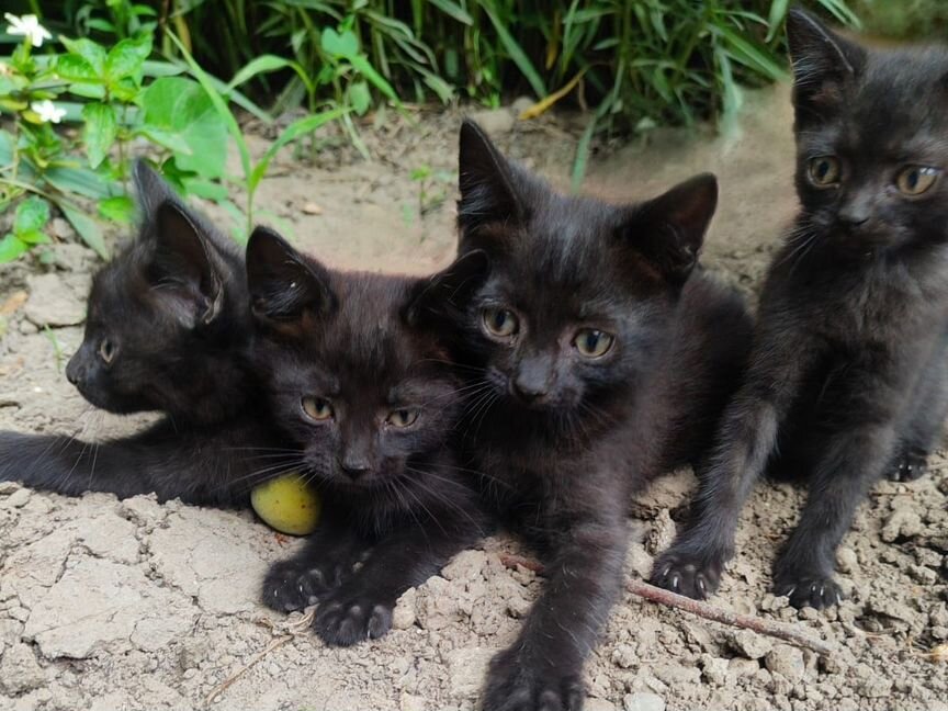 Котята в добрые руки