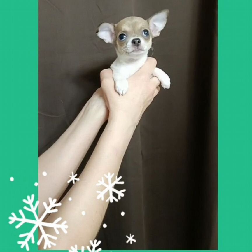 Чихуахуа, щенок