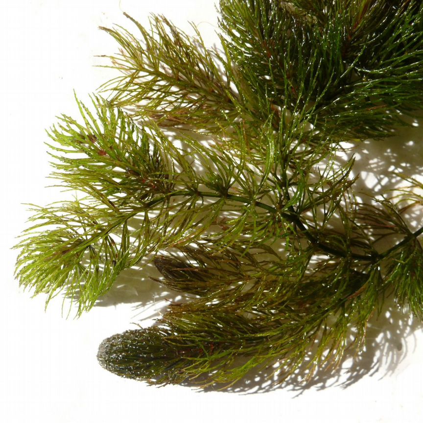 Роголистник погруженный