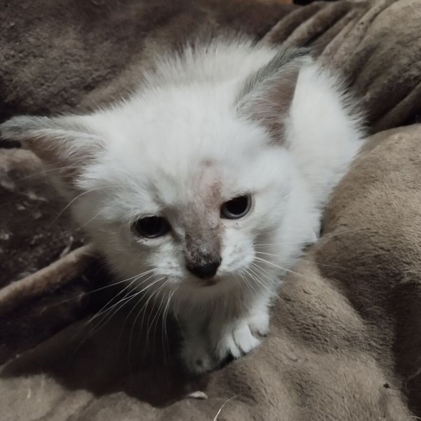 Сиамский котёнок