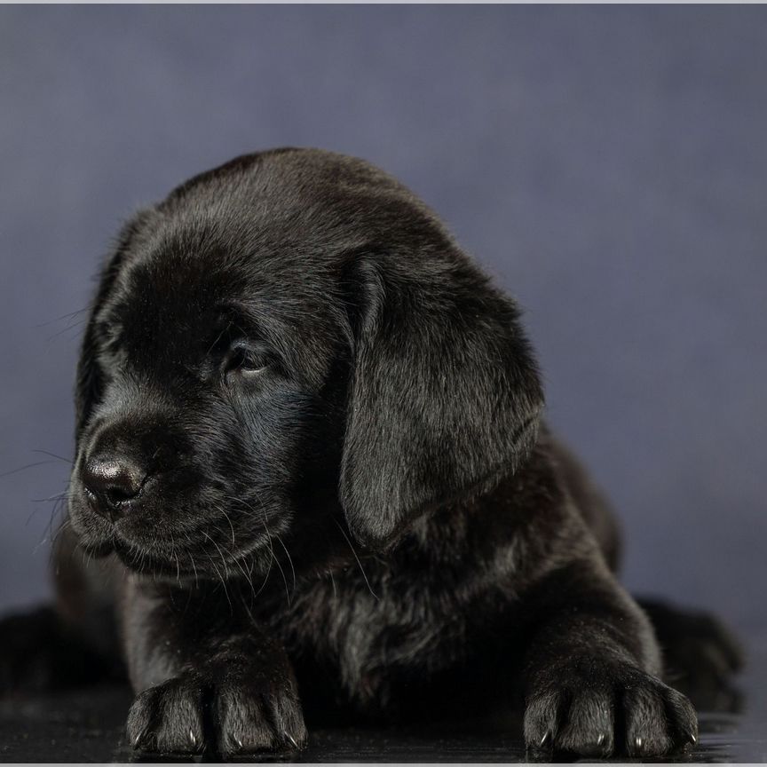 Лабрадор-ретривер, щенок