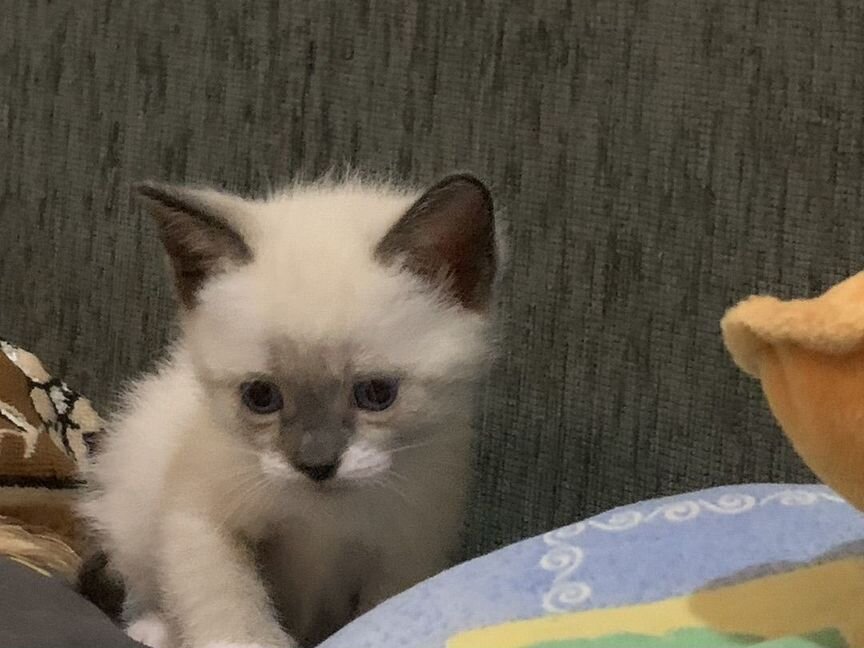 Британские котята