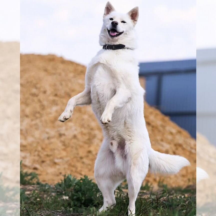 Западносибирская лайка, взрослый пёс