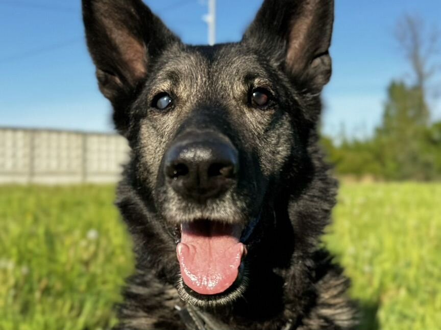 Взрослая собака Чернушка, метис овчарки, 7-9 лет