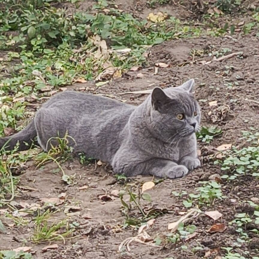 Британский кот