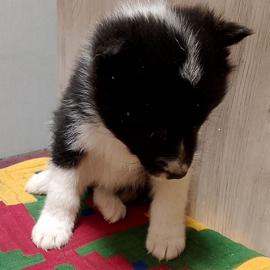 Русско-европейская лайка, щенок