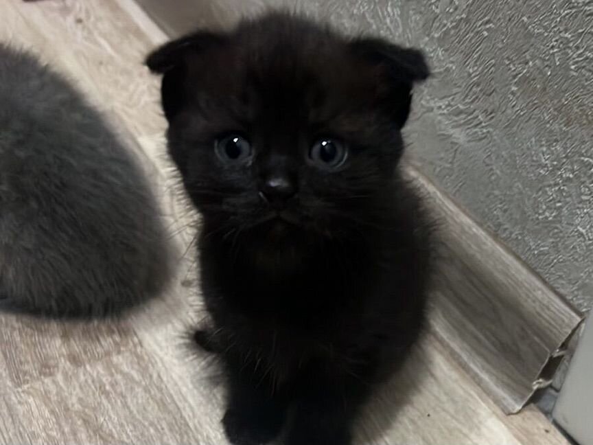 Шотландская