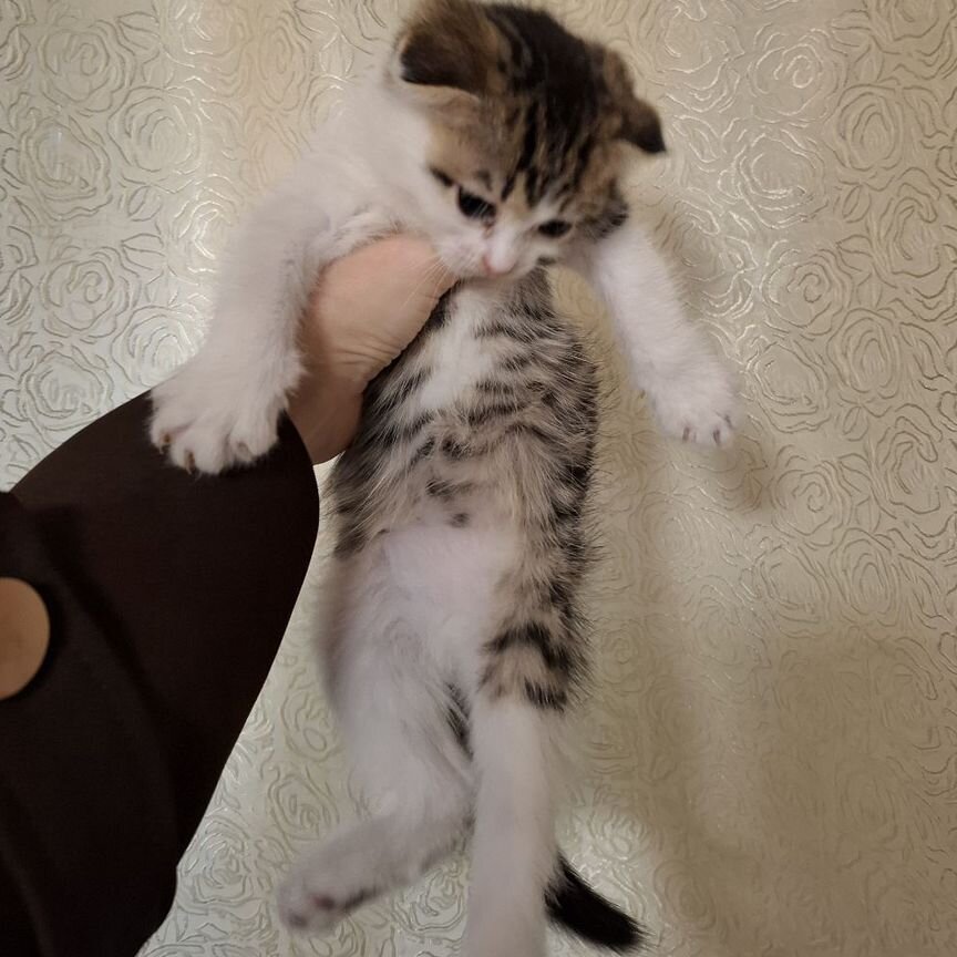 Шотландский вислоухий короткошёрстный котёнок