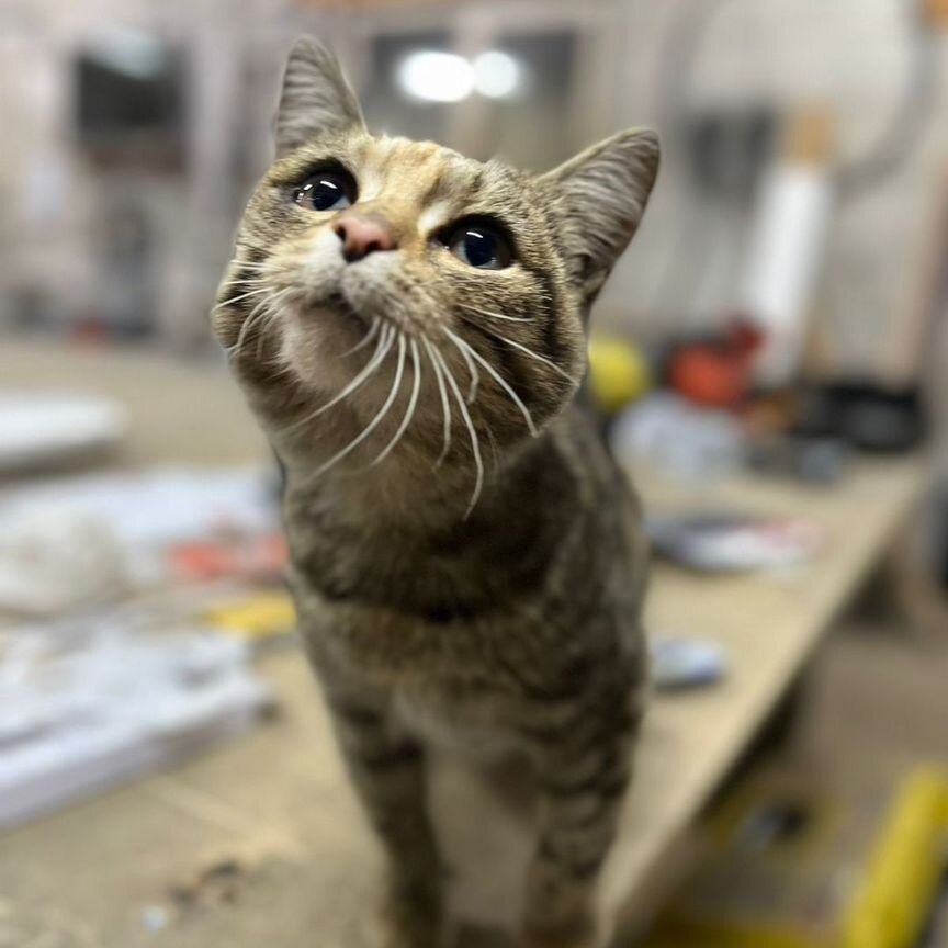 Очаровательная