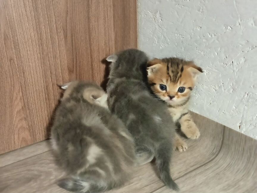 Шотландские вислоухие котята