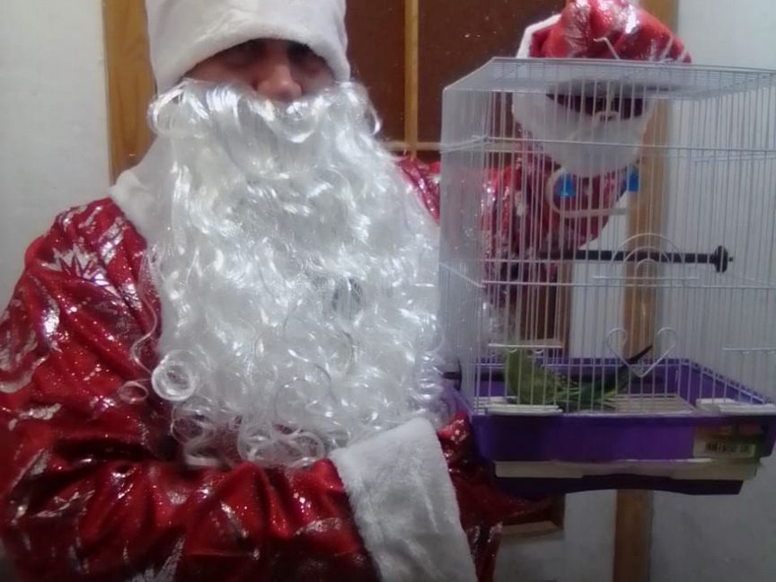 Волнистый попугай