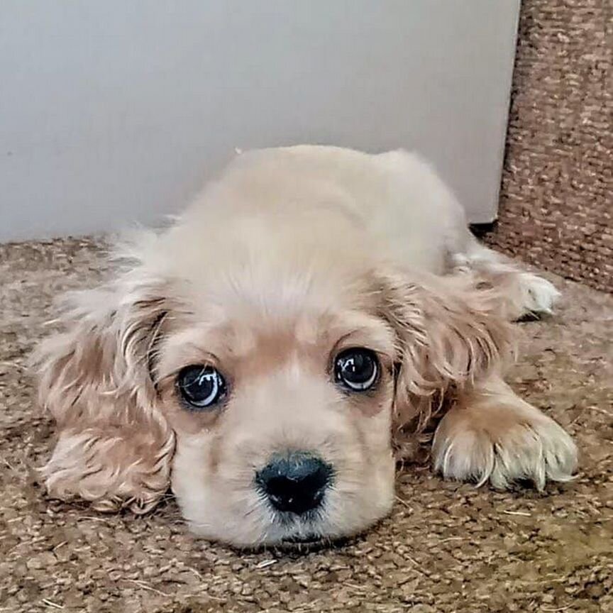 Щенки английского кокер спаниеля