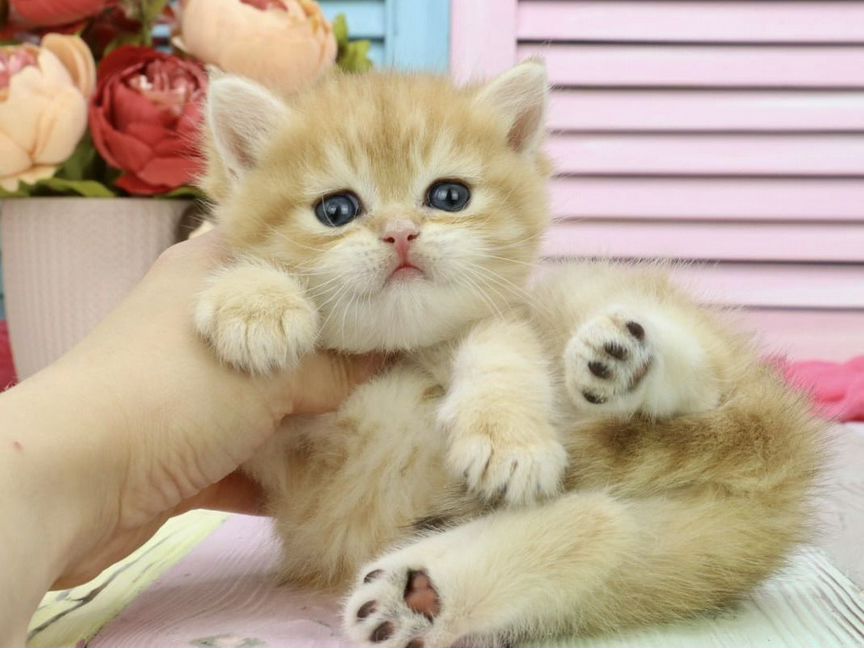 Котик золотая шиншилла ny12(24) апельсин