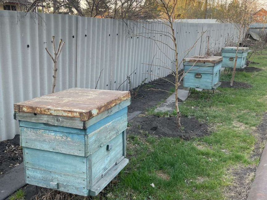 Улики для пчёл