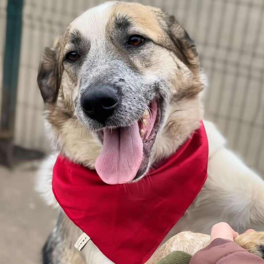 Бигль-харьер, взрослый пёс