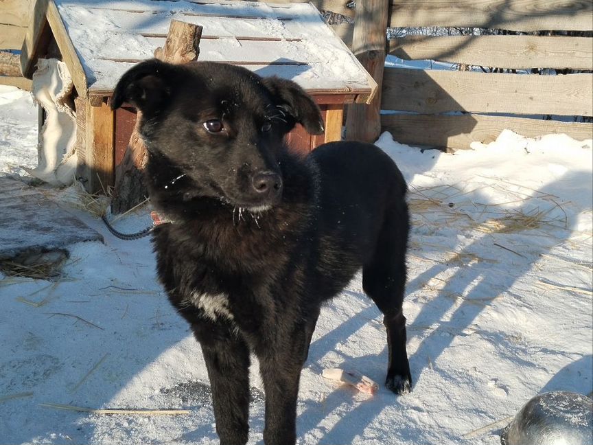 Собака в добрые руки