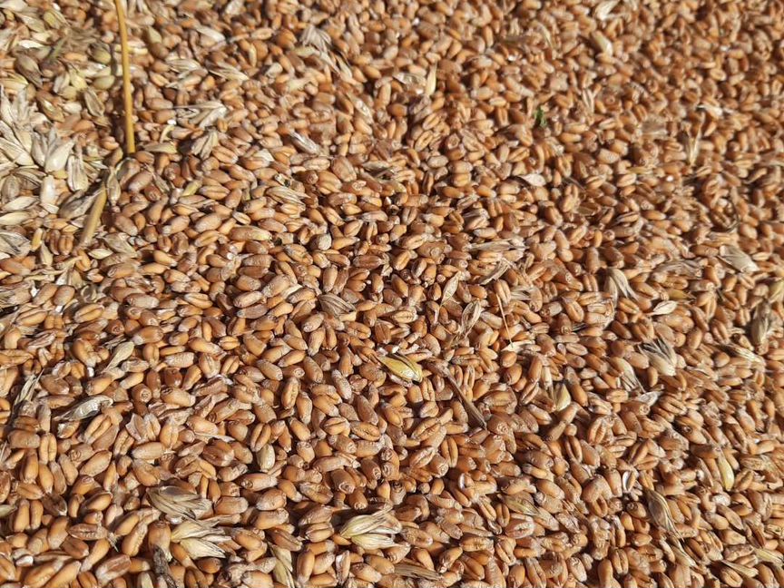 Пшеница яровая торридон 2023 новый урожай доставка