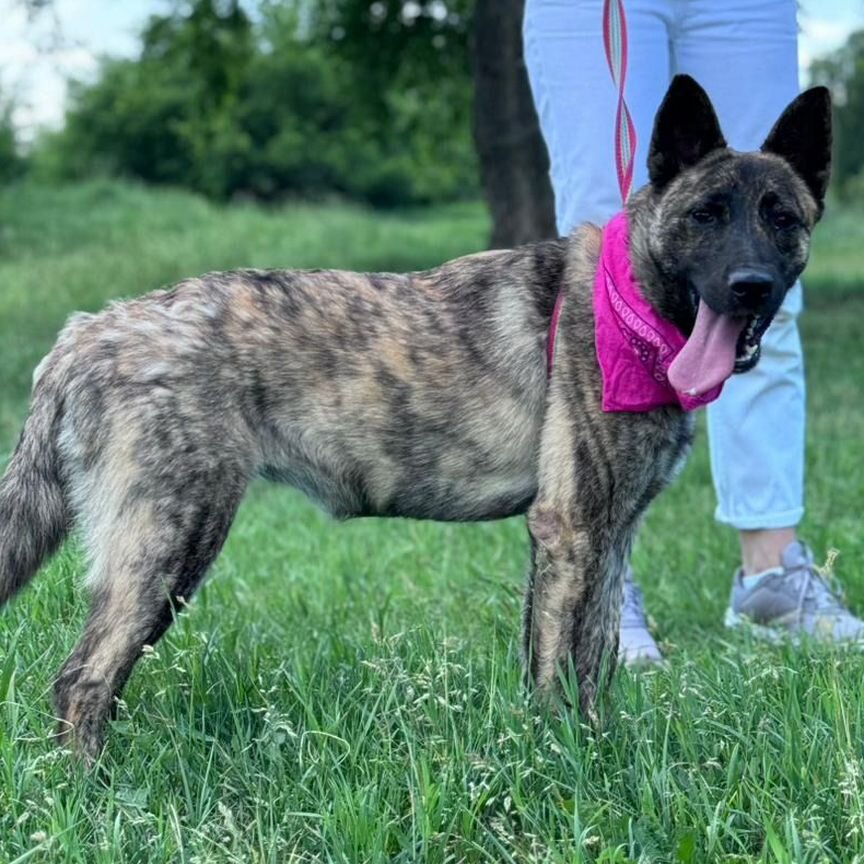 Тигровая собака Халва в дар