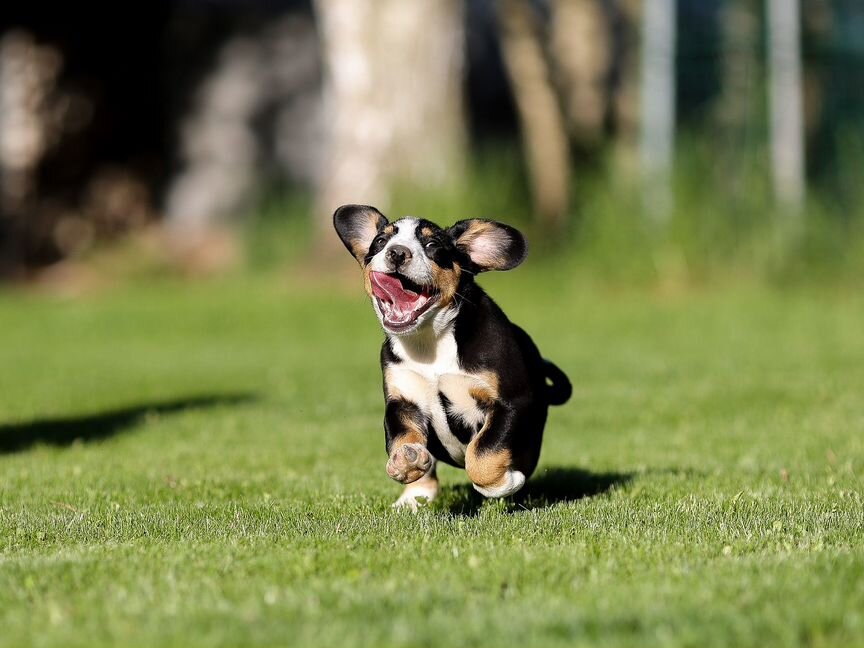 Энтлебухер прекрасная семейная собака