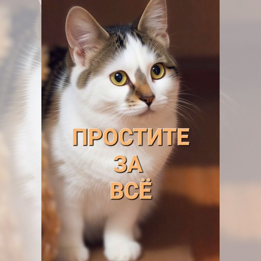Турецкая ангора, взрослая кошка