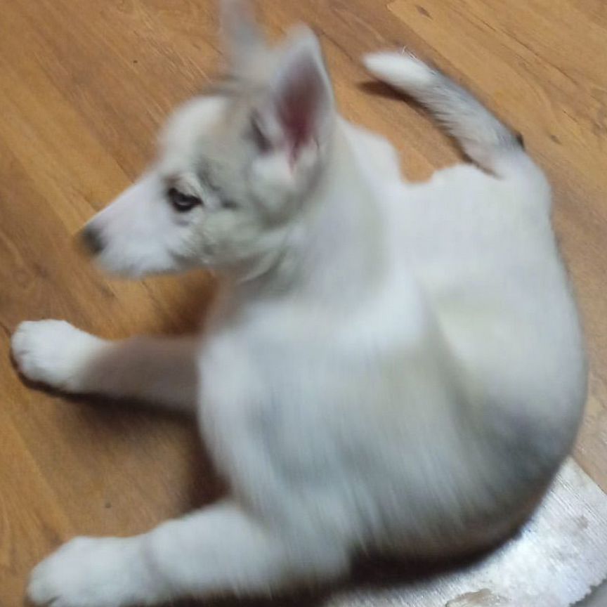 Даром щенок хаски