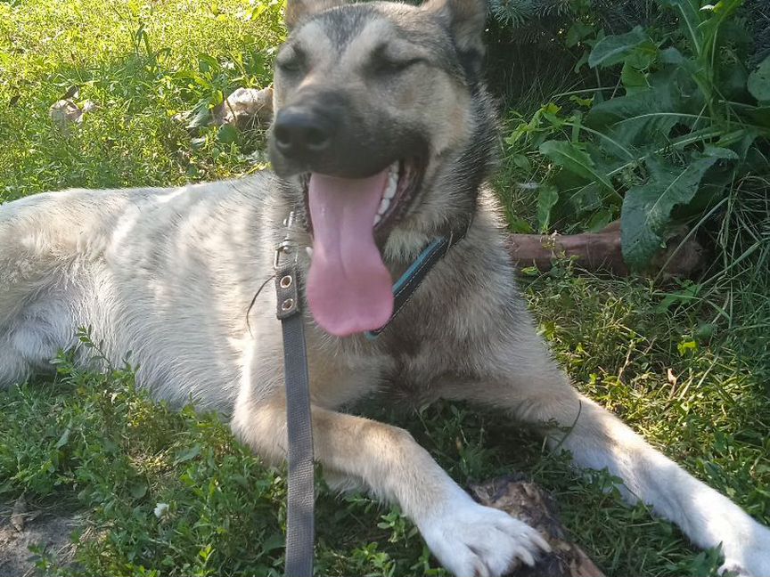 Рекс ищет дом