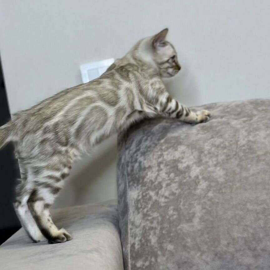 Мальчик от заводчика