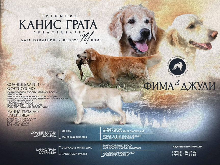 Щенки голден ретривера