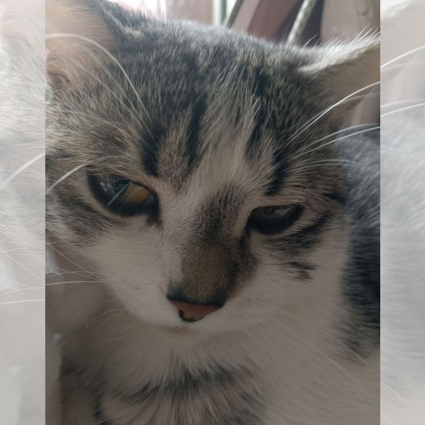 Шотландский вислоухий короткошёрстный кот, взрослый