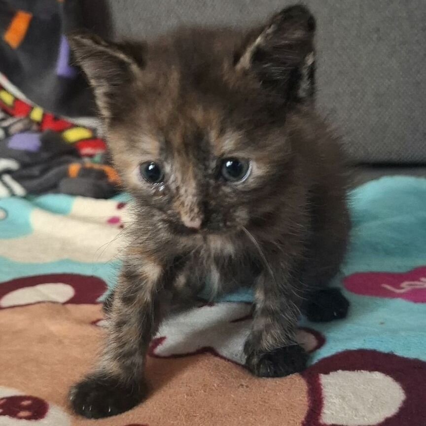 Котёнок в добрые руки