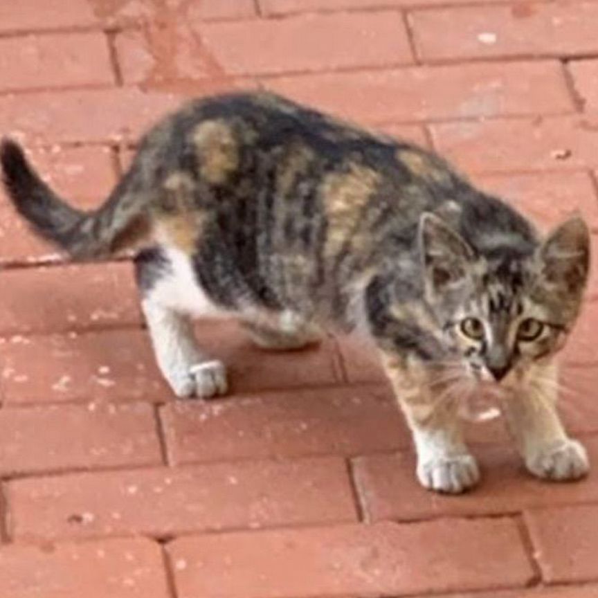 Кошка