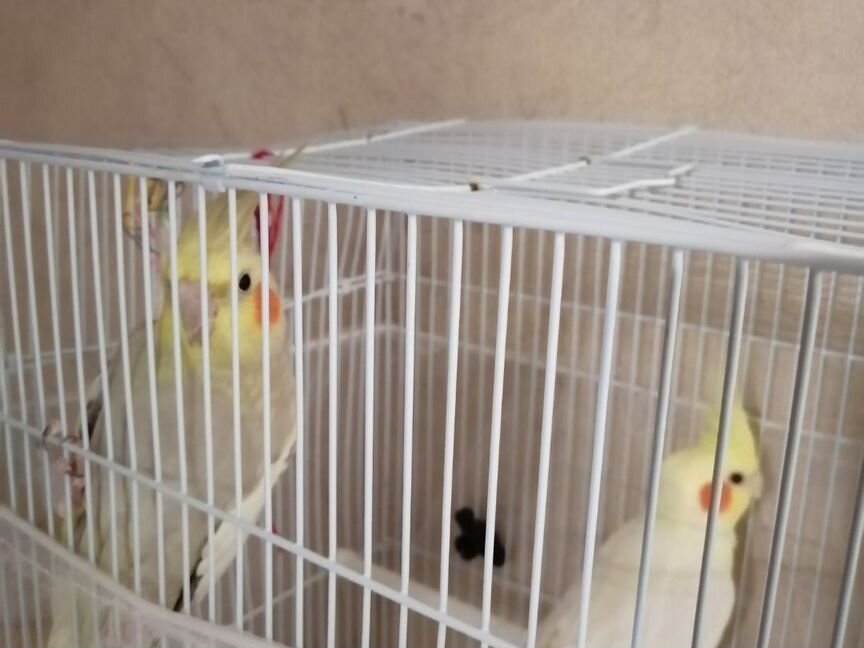 Попугай корелла
