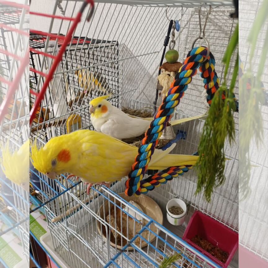 Попугай корелла пара