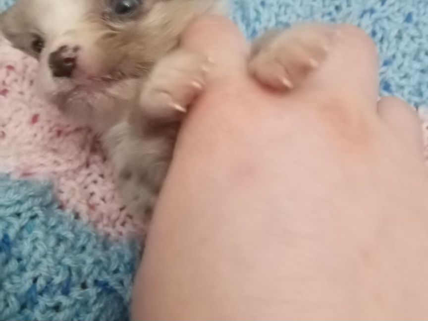 Эксклюзивный мраморный малыш micro