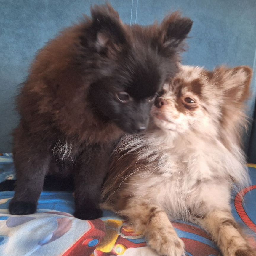 Померанский шпиц, щенок