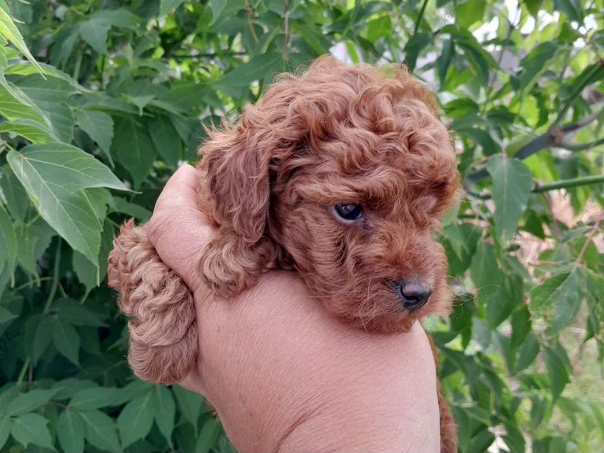 Той-пудель девочка яркая мелкая